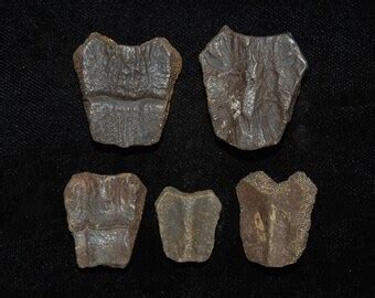 Fossil Turtle Shell Etsy