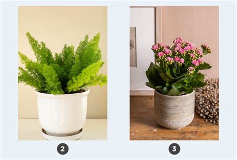 პატარა მცენარეები თქვენი სახლისთვის და მათი მოვლის პრინციპები