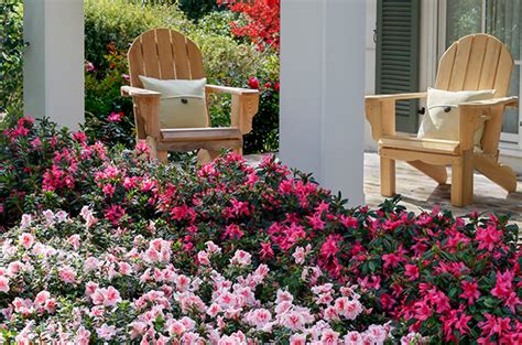 Encore Azaleas Planting Tips The Tree Center