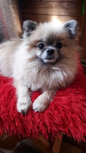 Пропала собака Пожалуйста максимальный репост Померанский шпиц девочка оченьмаленьких размеров
