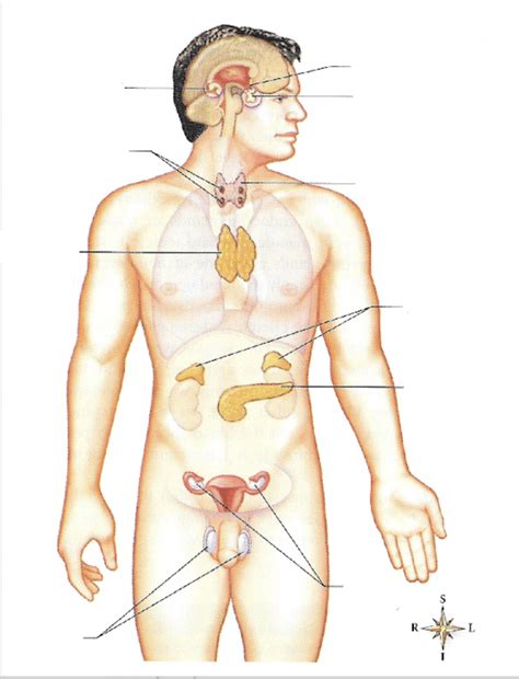 Human Biology Final Exam Diagram Quizlet