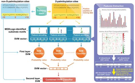 Mdd Palm Identification Of Protein S Palmitoylation Sites With Substrate Motifs Based On