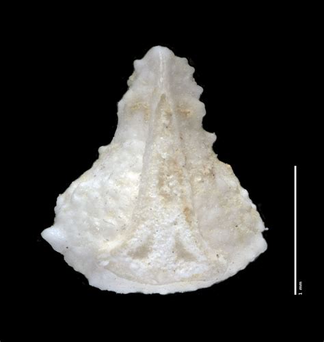 Cryptantha Auriculata