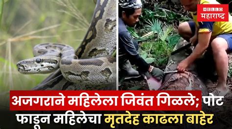 Viral Video अबब अजगरन महलल जवत गळल पट फडन महलच मतदह कढल बहर Hello