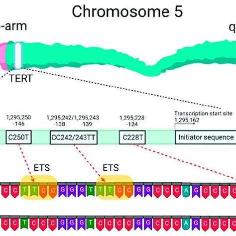 Schematic Presentation Of Tert Gene At Chromosome 5p Its Promoter Download Scientific Diagram