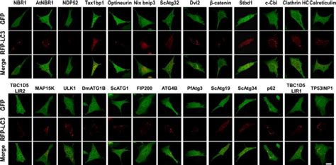 Development Of Lc3 Gabarap Sensors Containing A Lir And A Hydrophobic Domain To Monitor