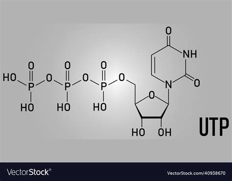 Nucleotide Molecule Structure