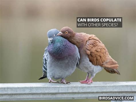 How Do Birds Have Sex Mating In Birds Birds Advice