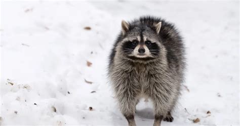 Do Raccoons Hibernate In Winter Critter Stop