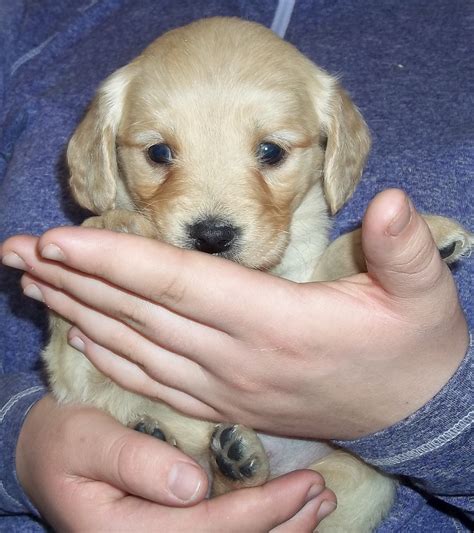 Miniature Golden Retriever Puppies