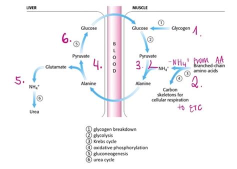 Nitrogen Transport Karteikarten Quizlet