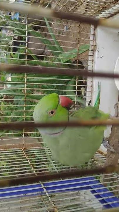 කතා කරන ගිරවා🐦🐦🐦🐦🐦🐦 Youtube