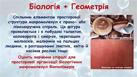 Органічні молекули живого Біополімери презентация онлайн