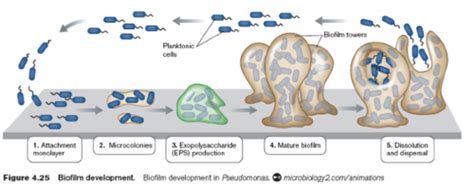 Bacterial Pathogenesis Flashcards Quizlet
