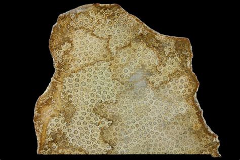 7 6 Polished Fossil Coral Slab Indonesia 121905 For Sale