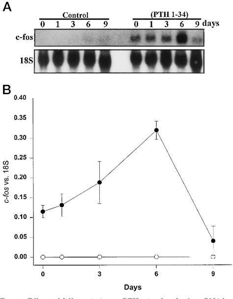 Figure 1 From Proto Oncogene C Fos Is Transcriptionally Regulated By Parathyroid Hormone Pth