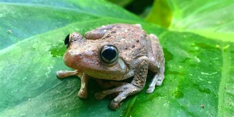 Update On Biodiversity Offset Scheme Transition Arrangements And Eps Biodiversity Assessment