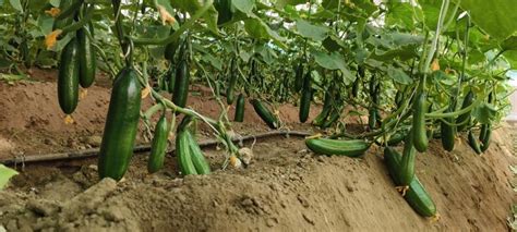 anil choudhary on linkedin “success is the sum of small efforts