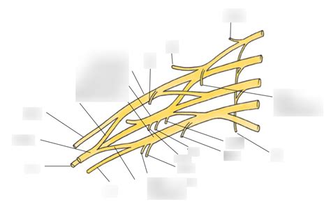 Human Anatomy Brachial Plexus Diagram Quizlet