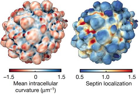 Dr Andrew Weems Spotlights The Role Of “blebs” In Cancer Cell
