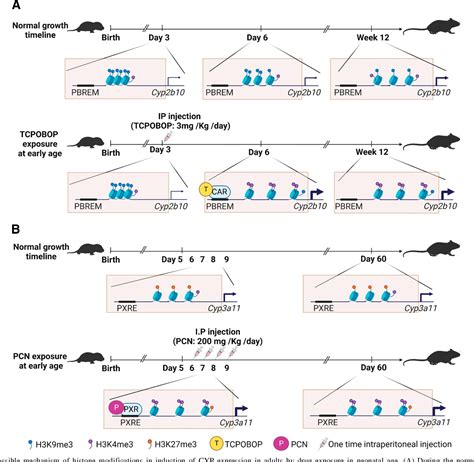 Figure 1 From Special Section On Perspective On Drug Metabolism And