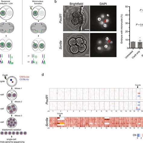 Micronuclei In Embryonic Cells Undergo Defective Dna Replication A