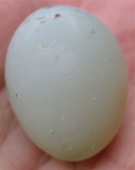 Canary Tales Egg Shell Quality Is Critical To Successful Hatching