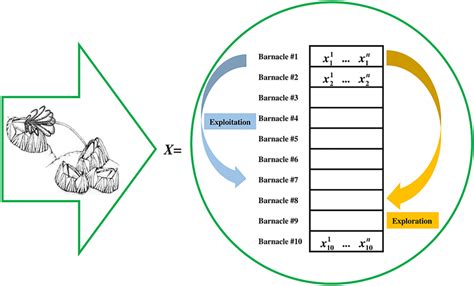 Selection Of Mating Process Of Bmo 35 Image Of Barnacles Adopted