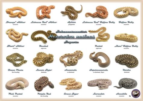 Ball Python Morphs Chart Infographic Chart Design