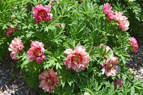 Paeonia Itoh Hybrid ‘hillary Kiefer Nursery Trees Shrubs Perennials