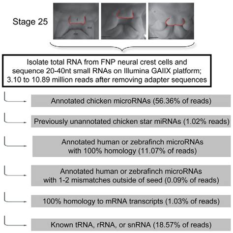 A Model Of Differences In Neural Crest Differentiation And Bone Download Scientific Diagram