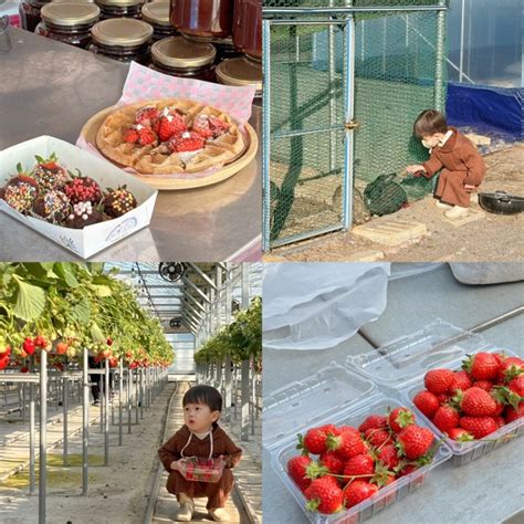 대구 근교 고령딸기체험 다산딸기조합농원 네이버 블로그