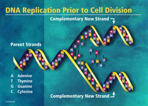 The Replication Of Dna The Dna Replication Process And Genetic Disorders Hubpages