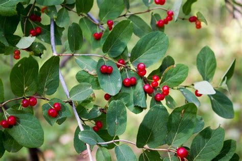 Trees That Start With A Varieties Characteristics Care Trees That Start With A Varieties Characteristics Care