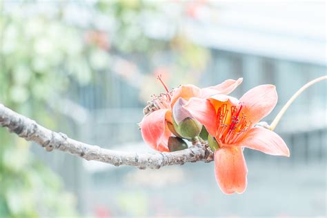 留住英雄身影 木棉花拍攝好去處 Canon Hongkong Company Limited
