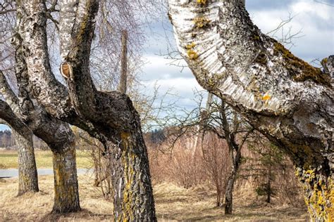Premium Photo A Tree With Lichen On It