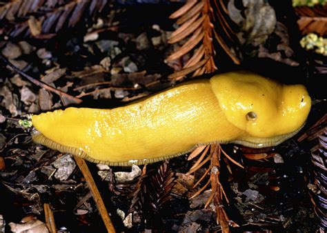 Banana Slug Habitat