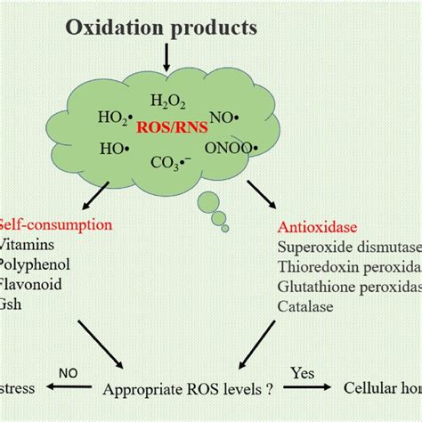 Metabolic Pathways Of Ros Rns Ros ¼ Reactive Oxygen Species Rns ¼ Download Scientific Diagram