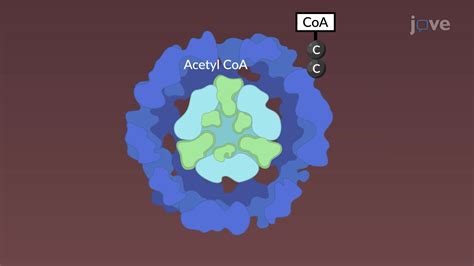 Video Pyruvate Oxidation