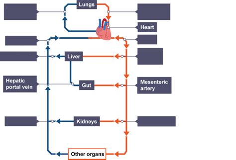 Diagram Of Circulatory System Quizlet