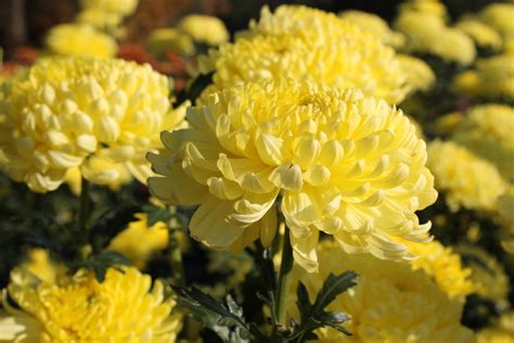 Horti By Greensnap