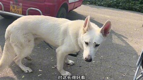 大哥含泪卖狗，11条马犬便宜处理600块钱一条，狗妈妈伤心极了！ Youtube