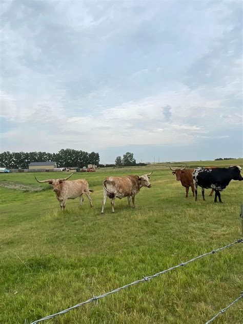 Some Of Our Longhorn Corriente Girls Rcows