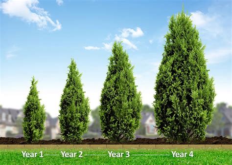 Thuja Green Giant Backyard Trees Privacy Landscaping Backyard