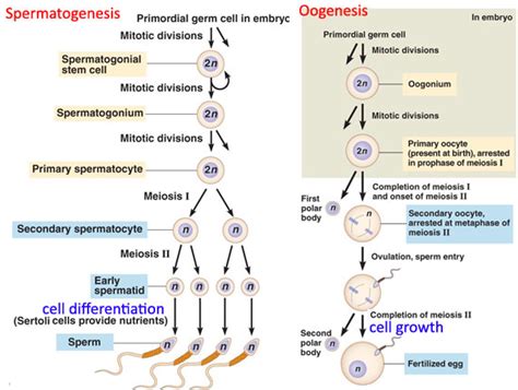 Gametogenesis Spermatogenesis And Oogenesis Biology Pinterest