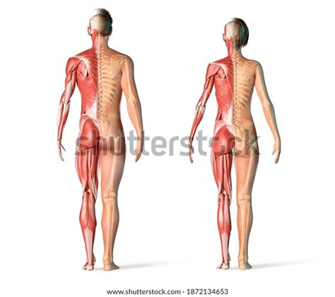 Male Female Muscles Skeletal Systems Rear Stock Illustration Shutterstock