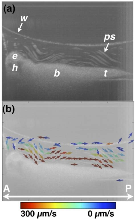 Oct Based Particle Tracking Velocimetry Of Non Recirculatory