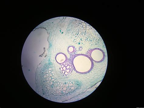 南瓜茎横切面简图椴树茎横切面简图大山谷图库