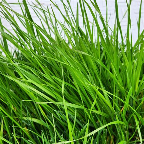 Grass Weed Identification R Lawncare