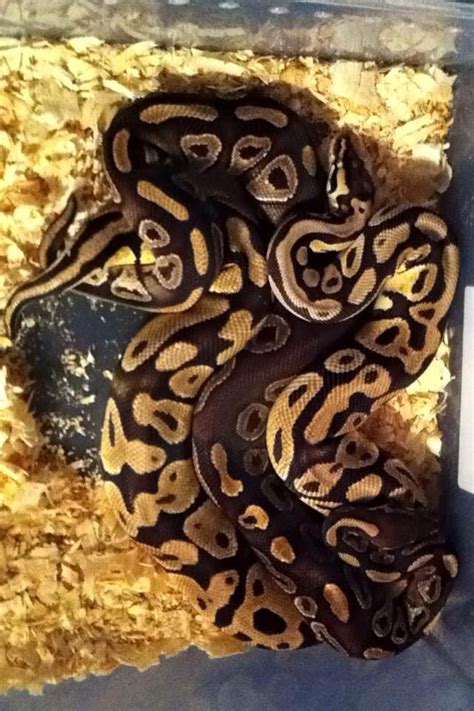Thorns Pythons More Exciting News I Have My Female Plesser •iris